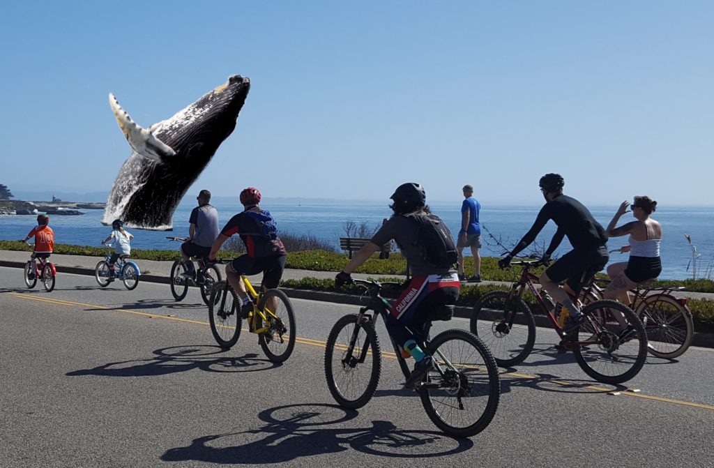 Bikes and Whales: Better Together – Off The Wagon . life